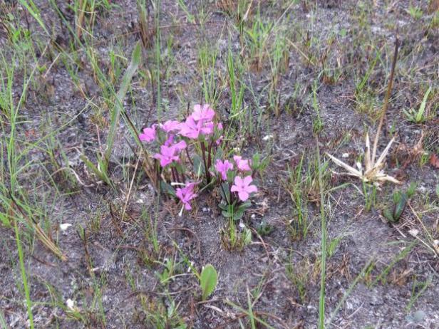 WILDFIRE: Mud Lake Complex | Big Cypress National Preserve [FL ...