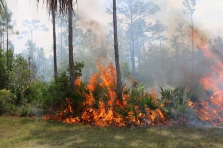 WILDFIRE: Mud Lake Complex | Big Cypress National Preserve [FL ...