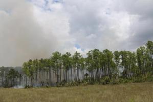 WILDFIRE: Mud Lake Complex | Big Cypress National Preserve [FL ...